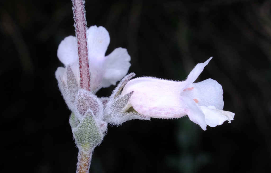 native foxglove from Lake Biddy WA 6355, Australia on September 9, 2024 ...