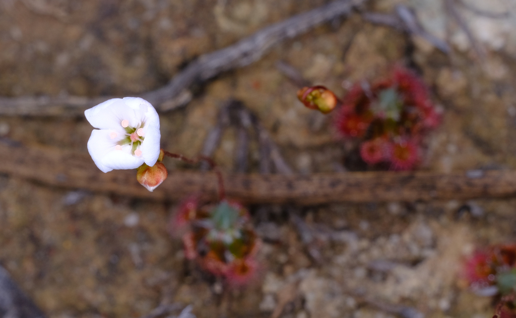 Drosera androsacea from Lake Biddy WA 6355, Australia on September 09 ...