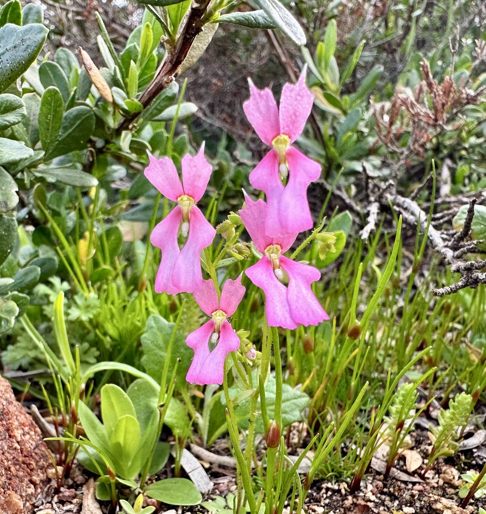 Foot Triggerplant from Leeuwin-Naturaliste National Park, Yallingup, WA ...