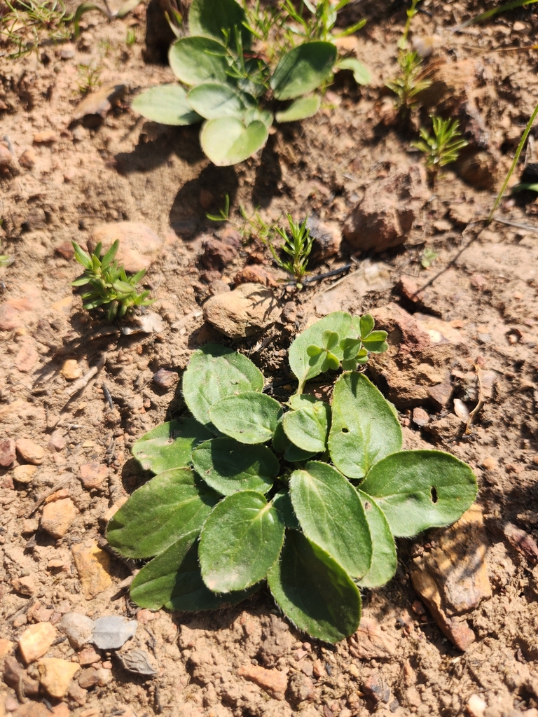 Pelargonium radiatum from Cape Winelands, ZA-WC, ZA on September 23 ...