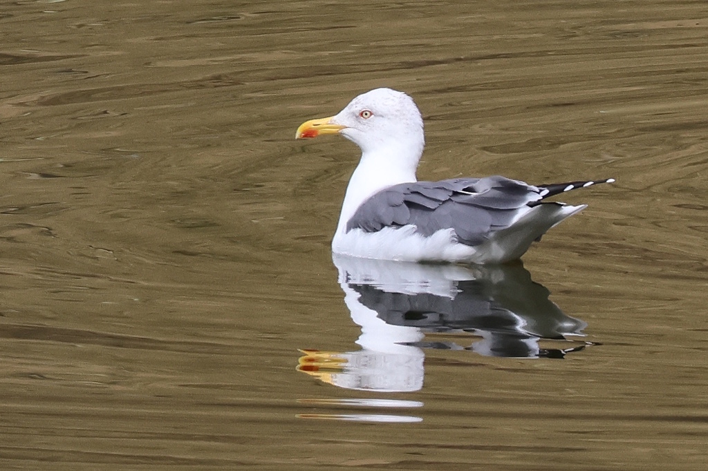 Azorean Gull from Vila do Corvo, 9980, Portugal on September 20, 2024 ...