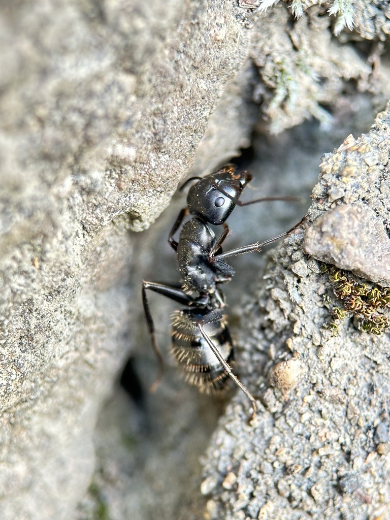 Japanese Carpenter Ant from 临安区, 杭州市, 浙江省, CN on September 8, 2024 at ...