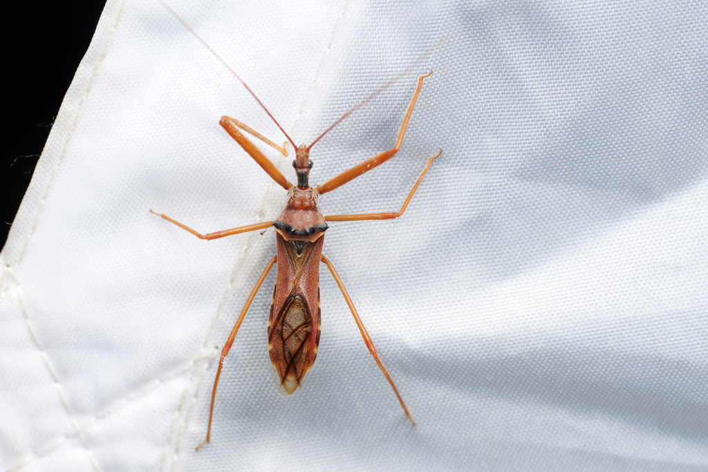 Epidaus nebulo from 中国浙江省丽水市龙泉市 on August 07, 2024 at 04:10 AM by Li ...