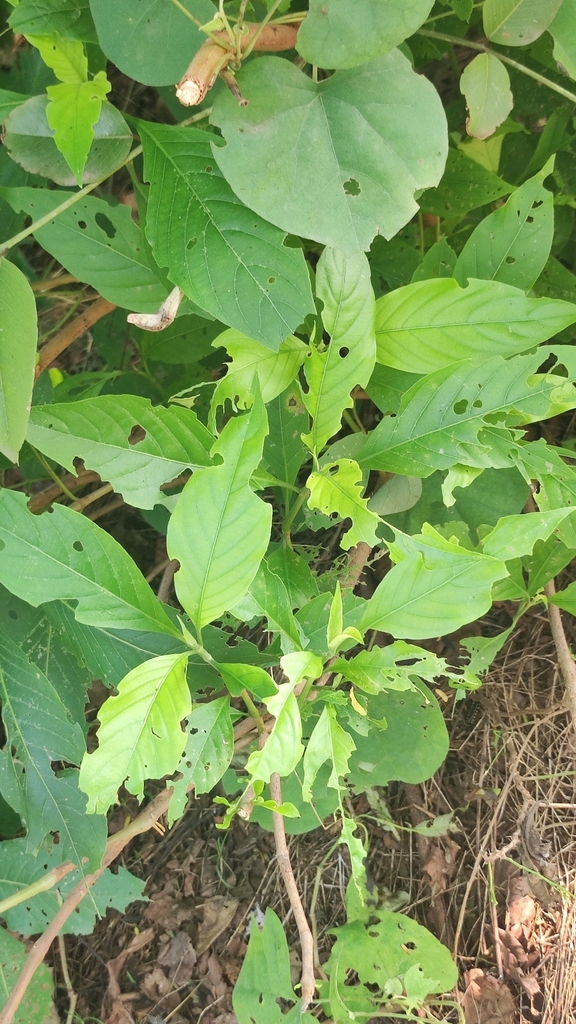 plants from G5JM+9CG The Walls Of Qila Lal Kot and Sanjay VanView ...