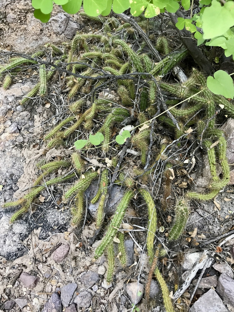 Octopus Cactus in August 2017 by Sue Carnahan. Juvenile stems · iNaturalist