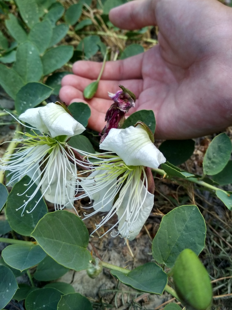 Caper Bush (Capparis spinosa) - Botanical Realm