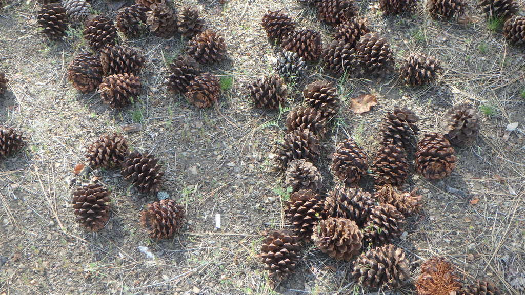 Ponderosa Pine (Pinus ponderosa) - Botanical Realm