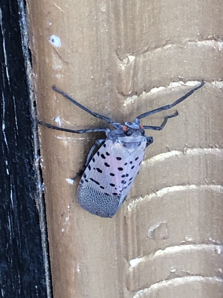 Spotted Lanternfly from Manhattan, New York, NY, US on September 14 ...