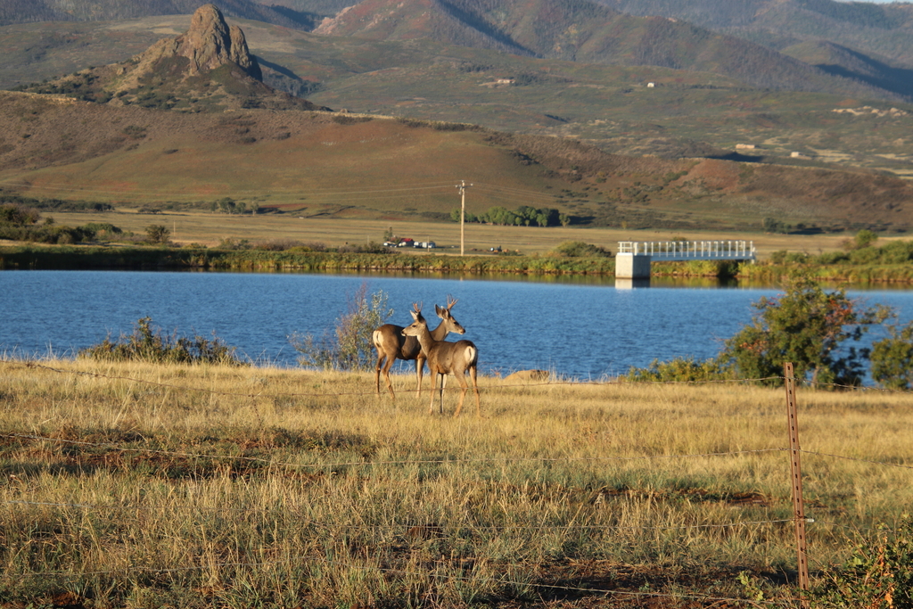 Mule Deer from Huerfano County, CO, USA on September 23, 2024 at 07:36 ...