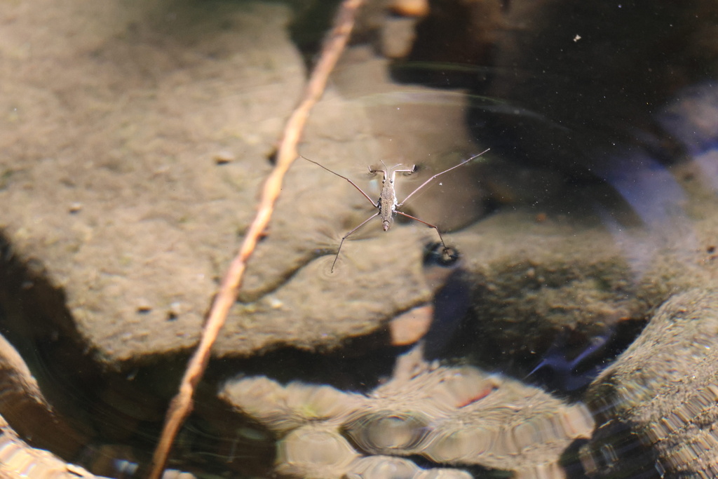 North American Common Water Strider from Pennsylvania Turnpike W, King ...