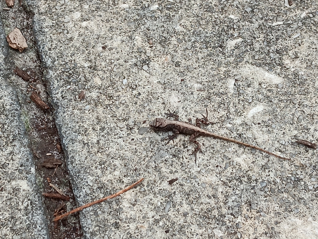 Brown Anole from Nike Building 106, Orlando, FL 32826, USA on September ...
