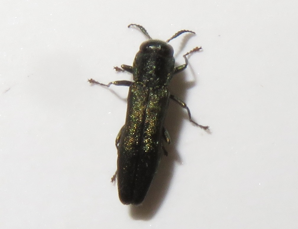 Agrilus laticornis (Illiger, 1803)