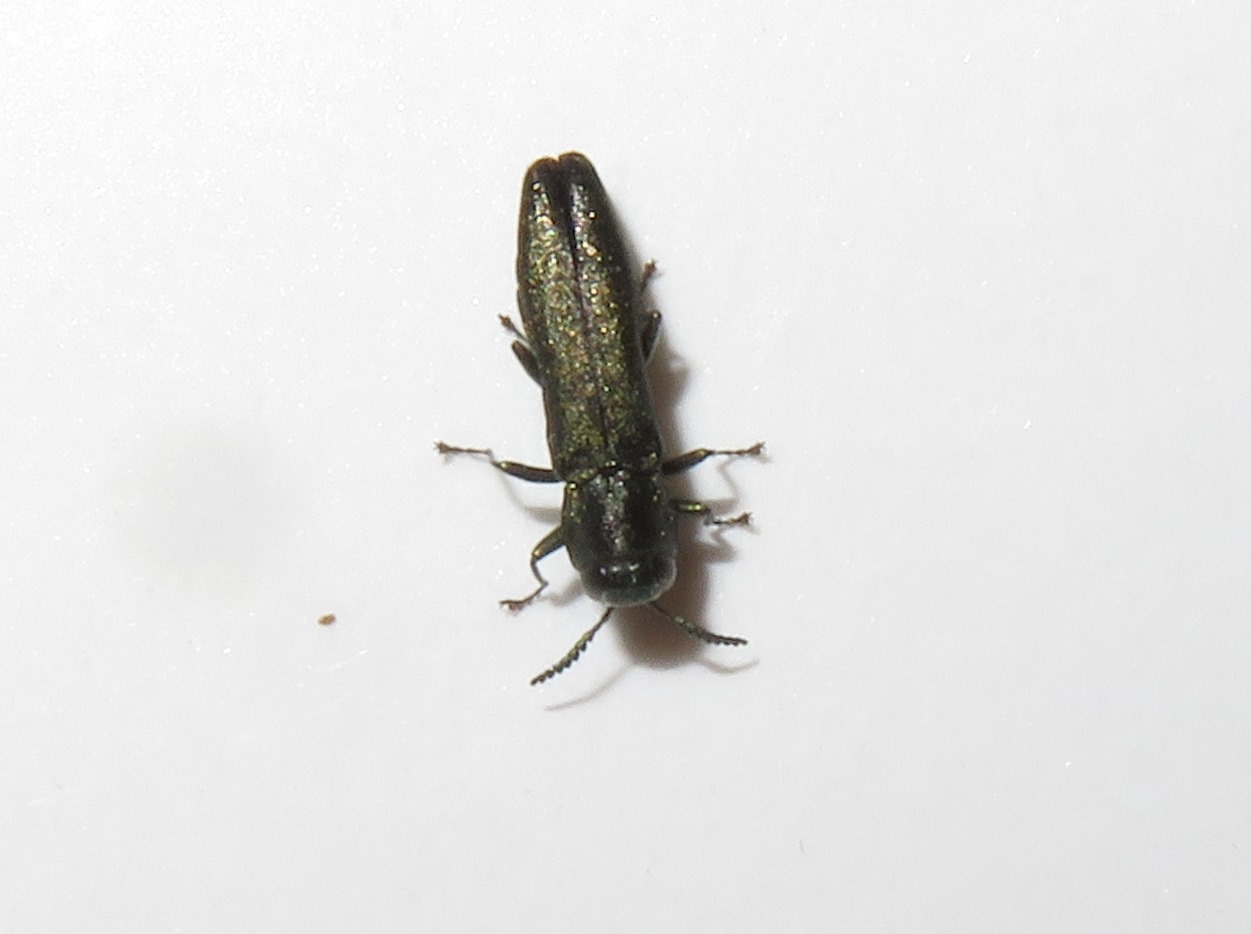 Agrilus laticornis (Illiger, 1803)