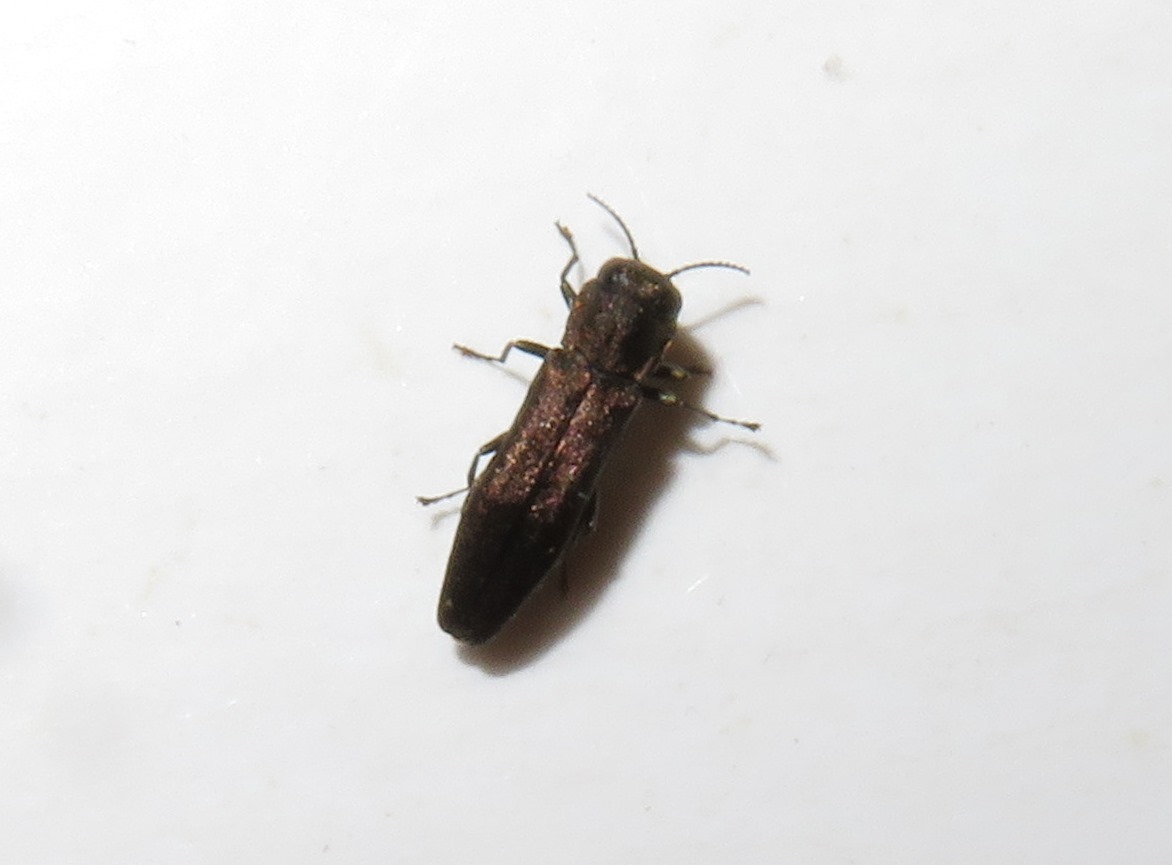 Agrilus laticornis (Illiger, 1803)