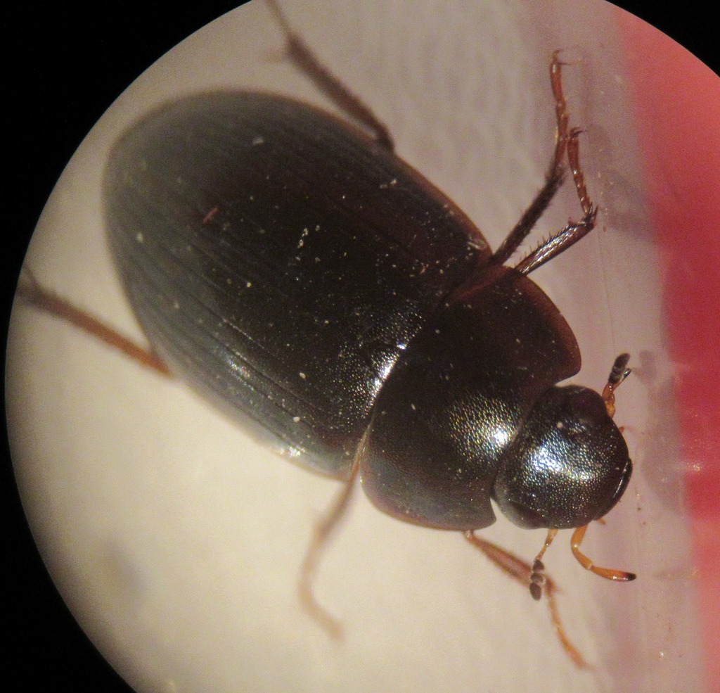 Hydrobius fuscipes from 36700 Châtillon-sur-Indre, France on February ...