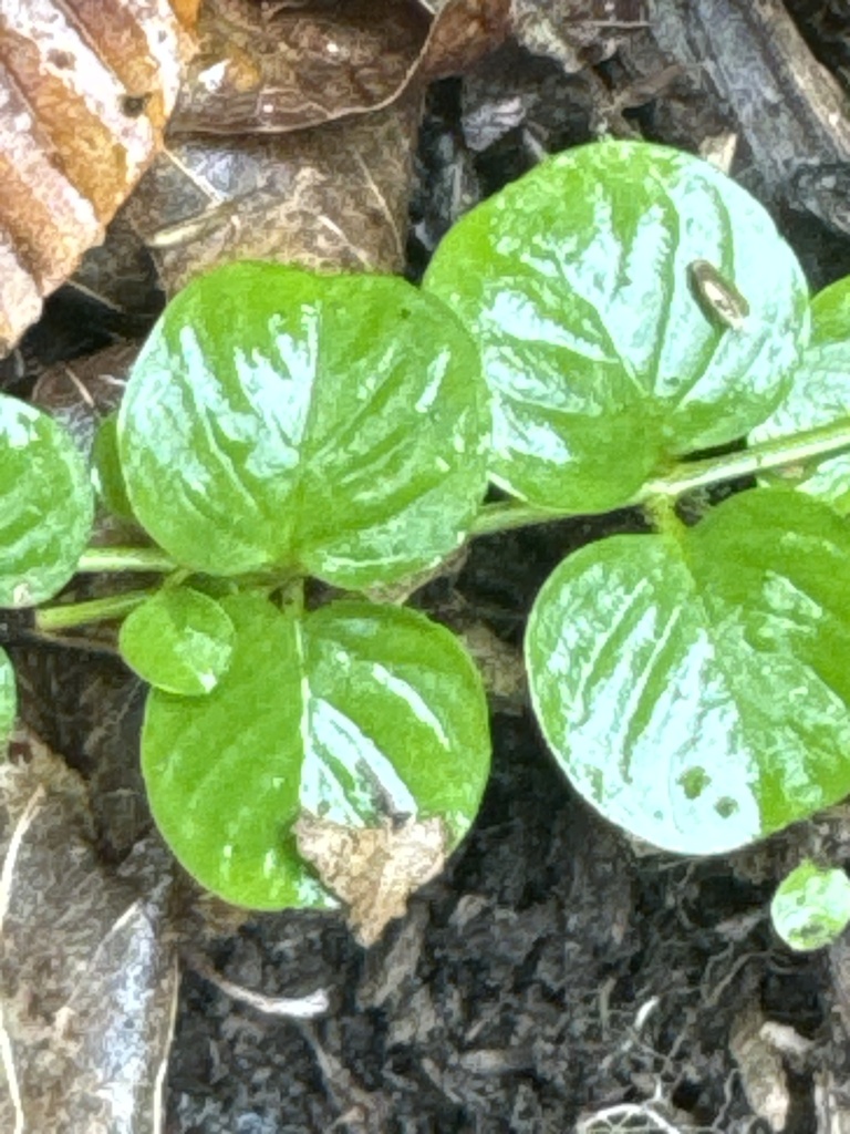 creeping Jenny from N Laurel St, Sutton, WV, US on September 23, 2024 ...