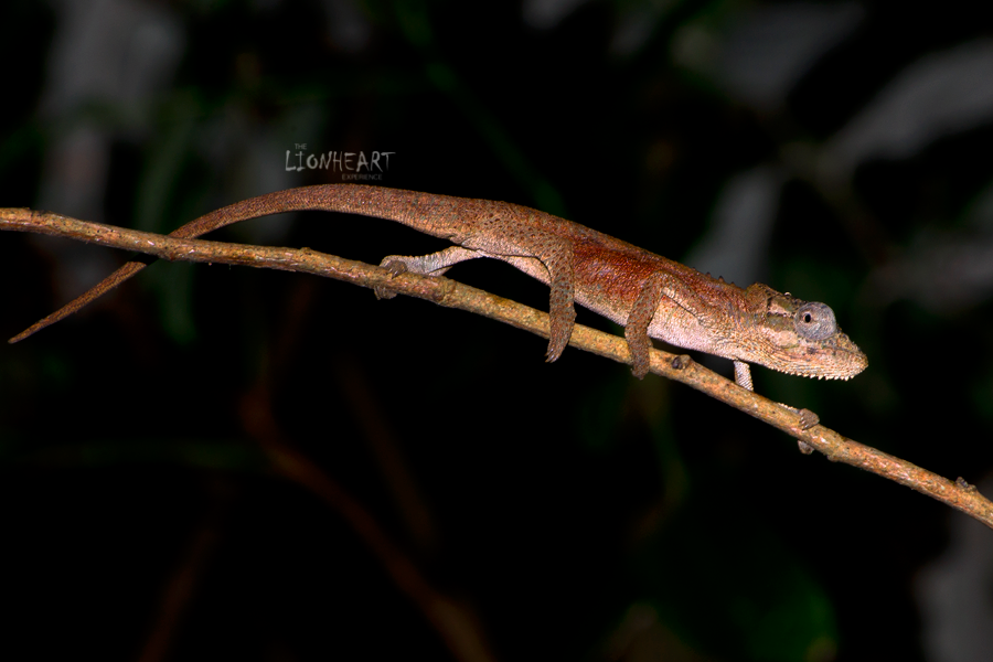 Southern African Dwarf Chameleons in February 2019 by Richard McKibbin ...