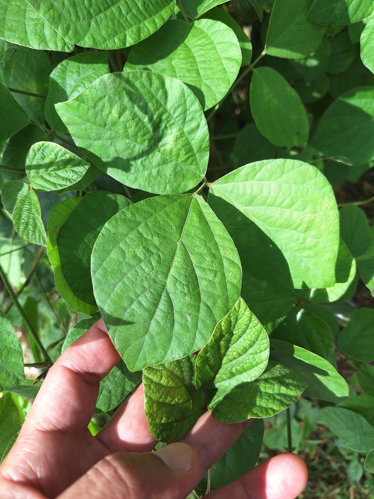 Faboideae from Kamehameha Hwy + Sunset Beach Elementary School, Pupukea ...