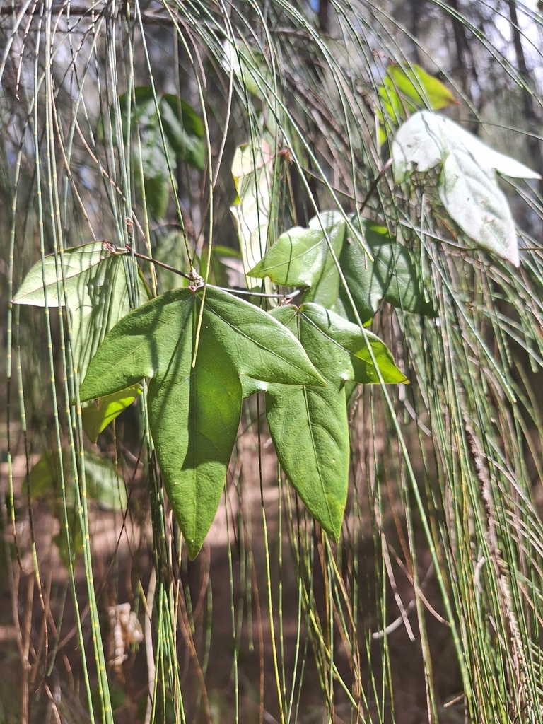 passionflowers from Haleiwa, HI 96712, USA on September 22, 2024 at 02: ...