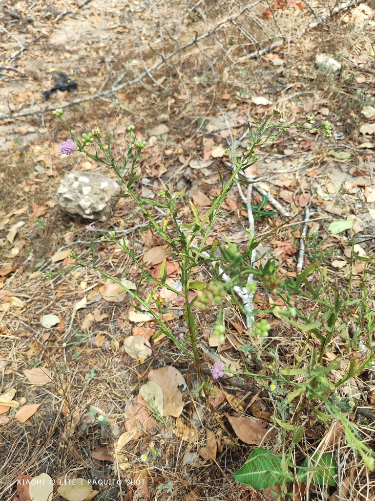 Something from Machanga, MZ-SO, MZ on September 23, 2024 at 11:54 AM by ...