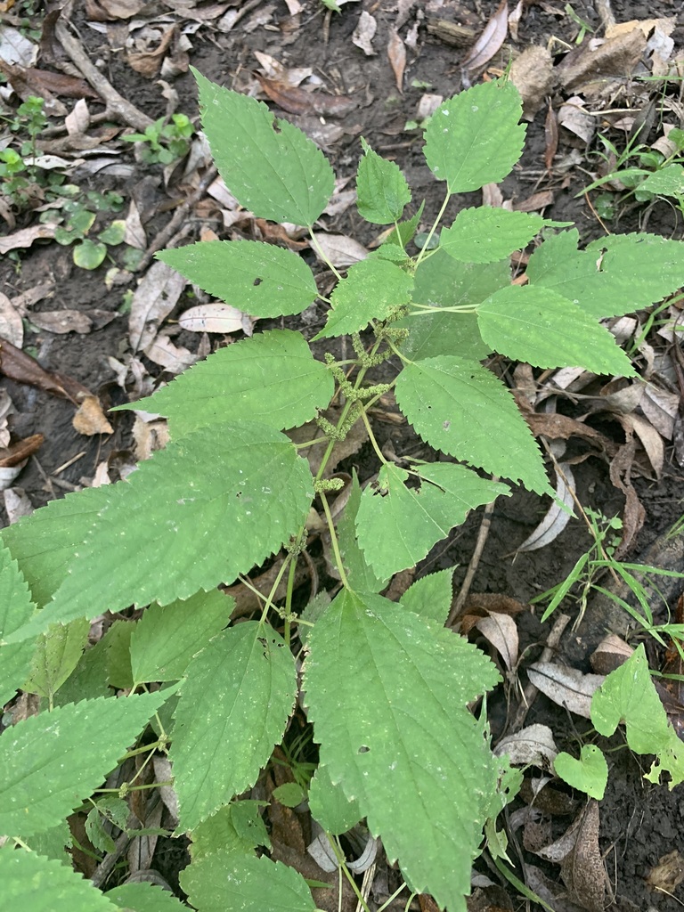 false nettle from Iberville, Saint-Jean-sur-Richelieu, Montérégie, QC ...