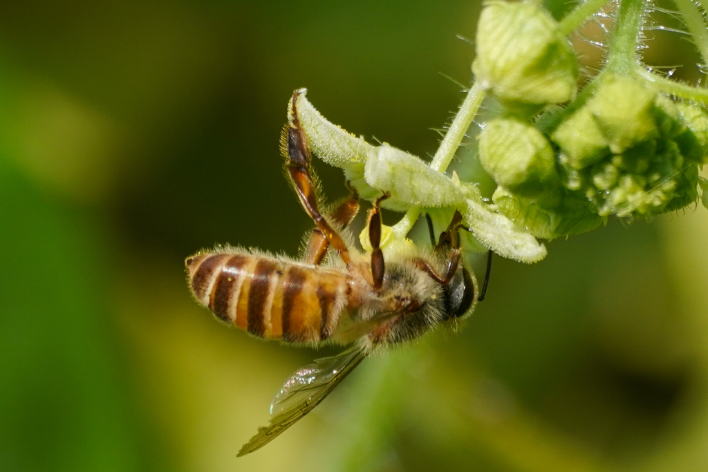 Japanese Honey Bee from 大栗川 on September 23, 2024 at 11:20 AM by ...