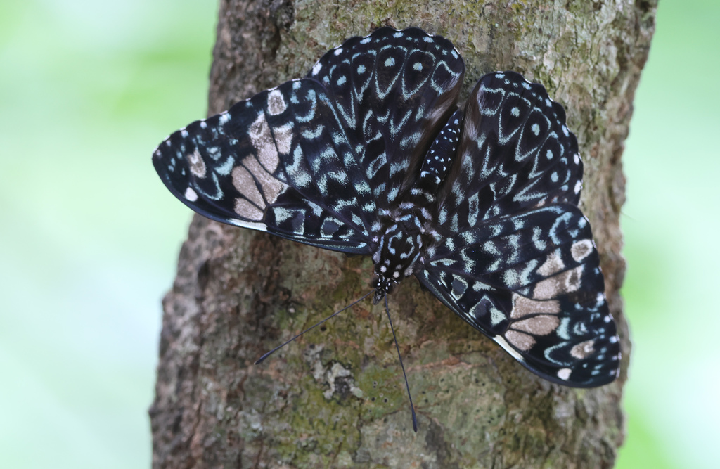 Red Cracker from Copan Ruinas, Copán, Honduras on September 17, 2024 at ...
