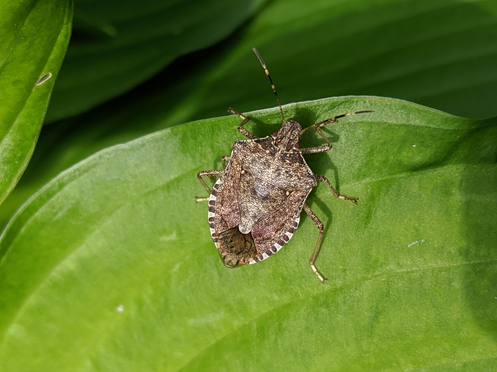 Brown Marmorated Stink Bug from Cooper's Pond (Rensselaer Co., NY) on ...