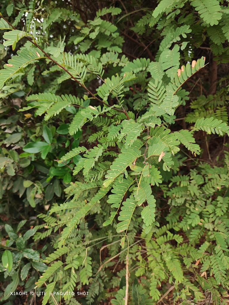 Tamarind from Machanga, MZ-SO, MZ on September 23, 2024 at 12:23 PM by ...