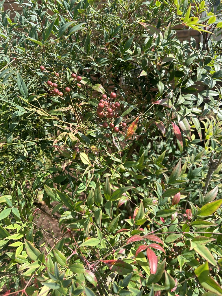 Heavenly bamboo from Hampton, VA, USA on September 23, 2024 at 01:02 PM ...