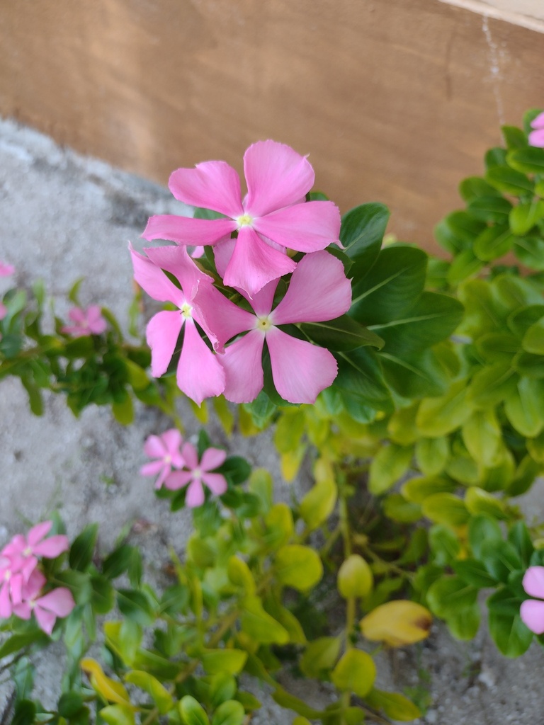 Madagascar Periwinkle from Kwajalein Atoll, RMI on July 11, 2023 at 04: ...