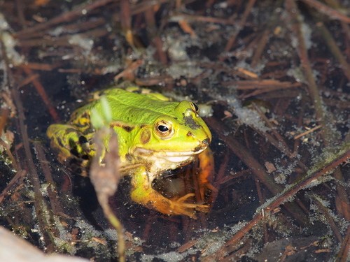 Pool Frog (Subspecies Pelophylax lessonae lessonae) · iNaturalist