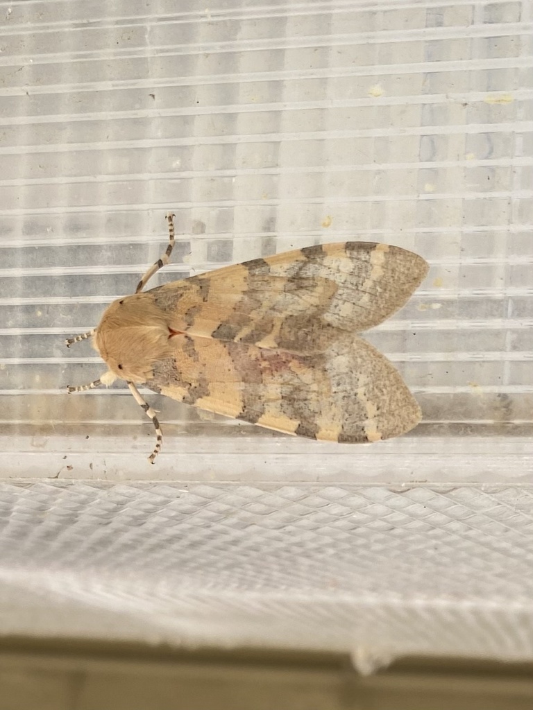 Edwards' Glassy-wing Moth from Sanborn Rd, Saratoga, CA, US on ...