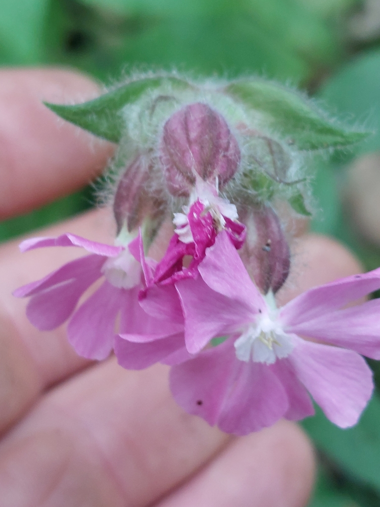 red campion from Melrose TD6 9BG, UK on September 23, 2024 at 03:36 PM ...
