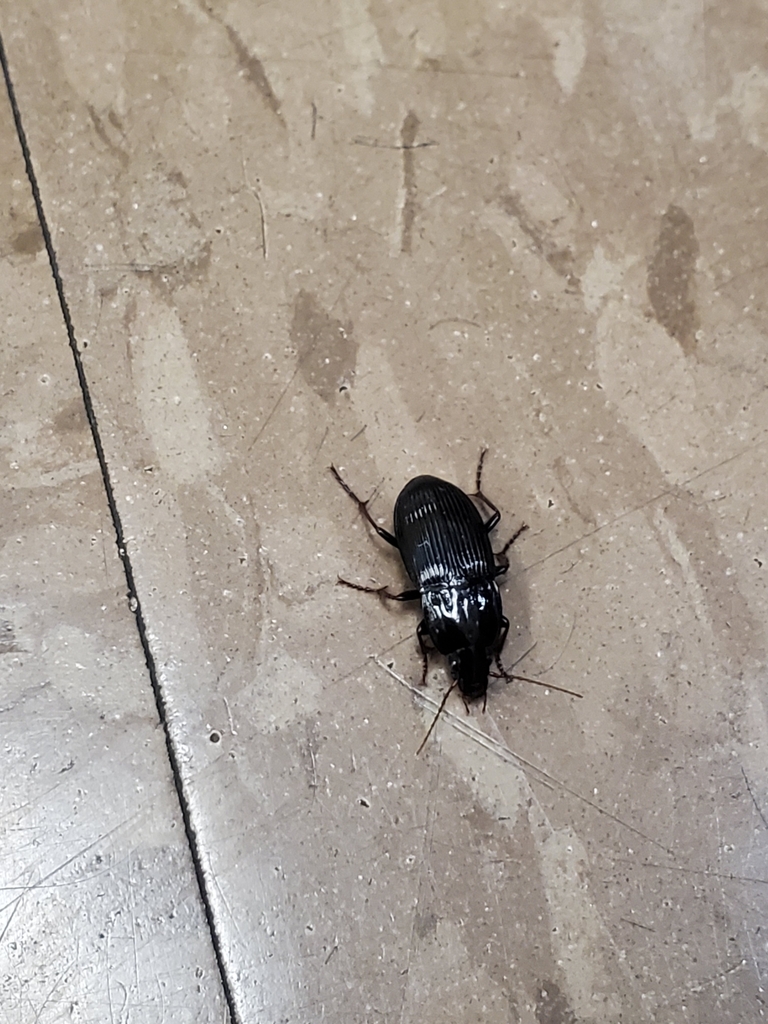 Ground Beetles from Midland Township, MO, USA on September 23, 2024 at ...