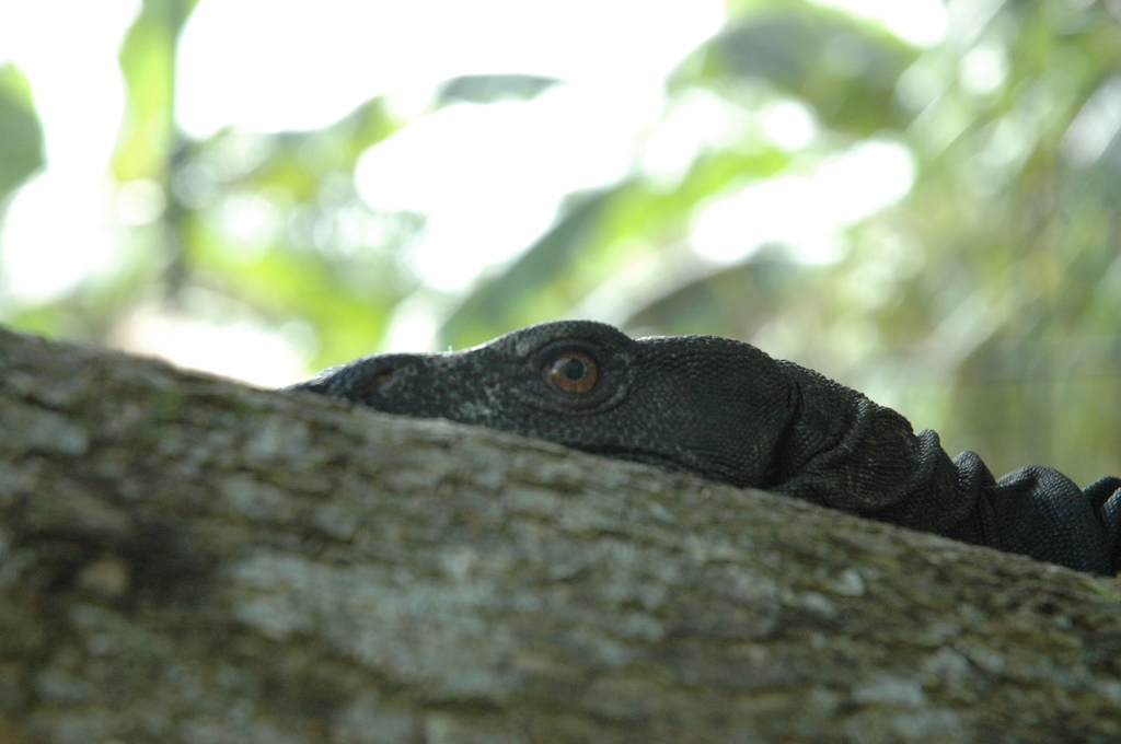 Panay Monitor in January 2007 by mampam · iNaturalist