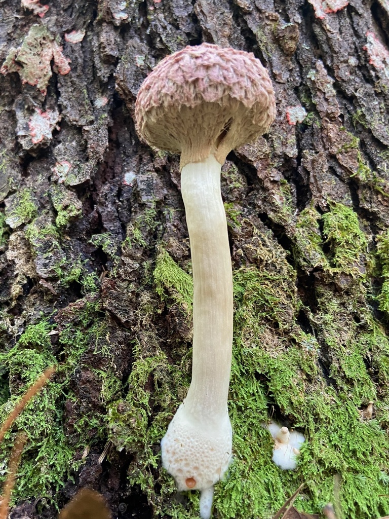 Pineapple Bolete from Maclay Gardens State Park, Tallahassee, FL, US on ...