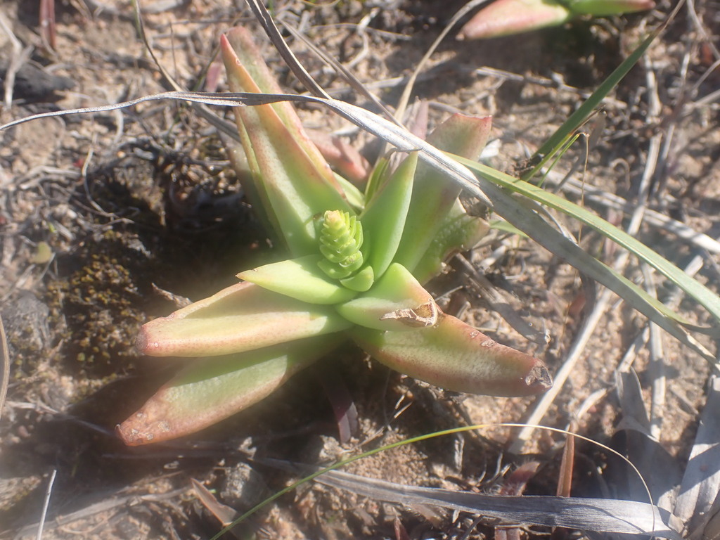Redspot Stonecrop from Wells Estate, Gqeberha, 6211, South Africa on ...