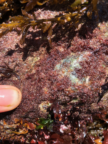 (Polysiphonia scopulorum)