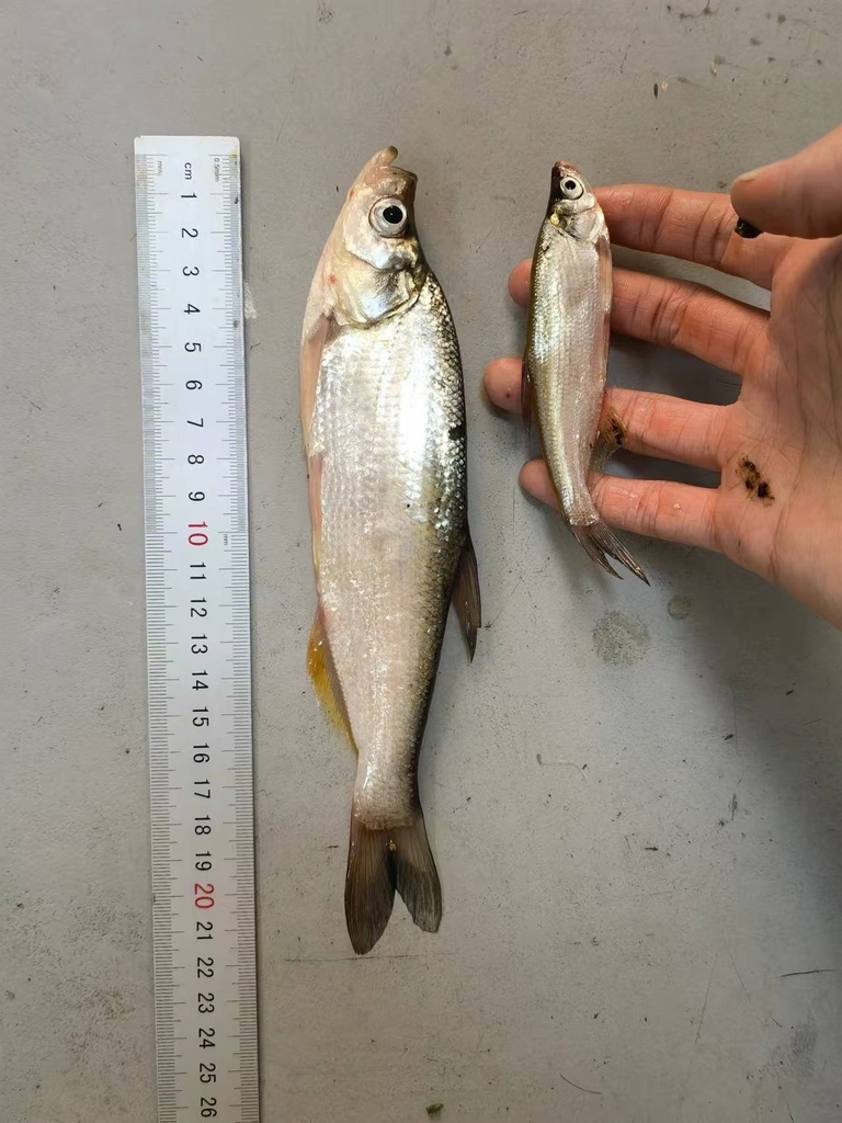 predatory carp from zhoushan on September 23, 2024 at 09:29 AM by Alex ...