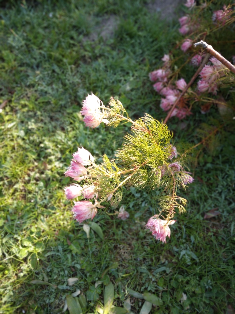 Blushing Bride from Belvidere Estate, Knysna, 6571, Suid-Afrika on ...
