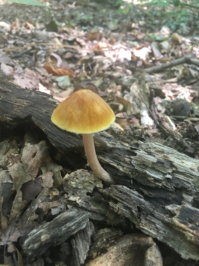 Pluteus croceus from Orange County, IN, USA on June 29, 2019 at 10:52 ...