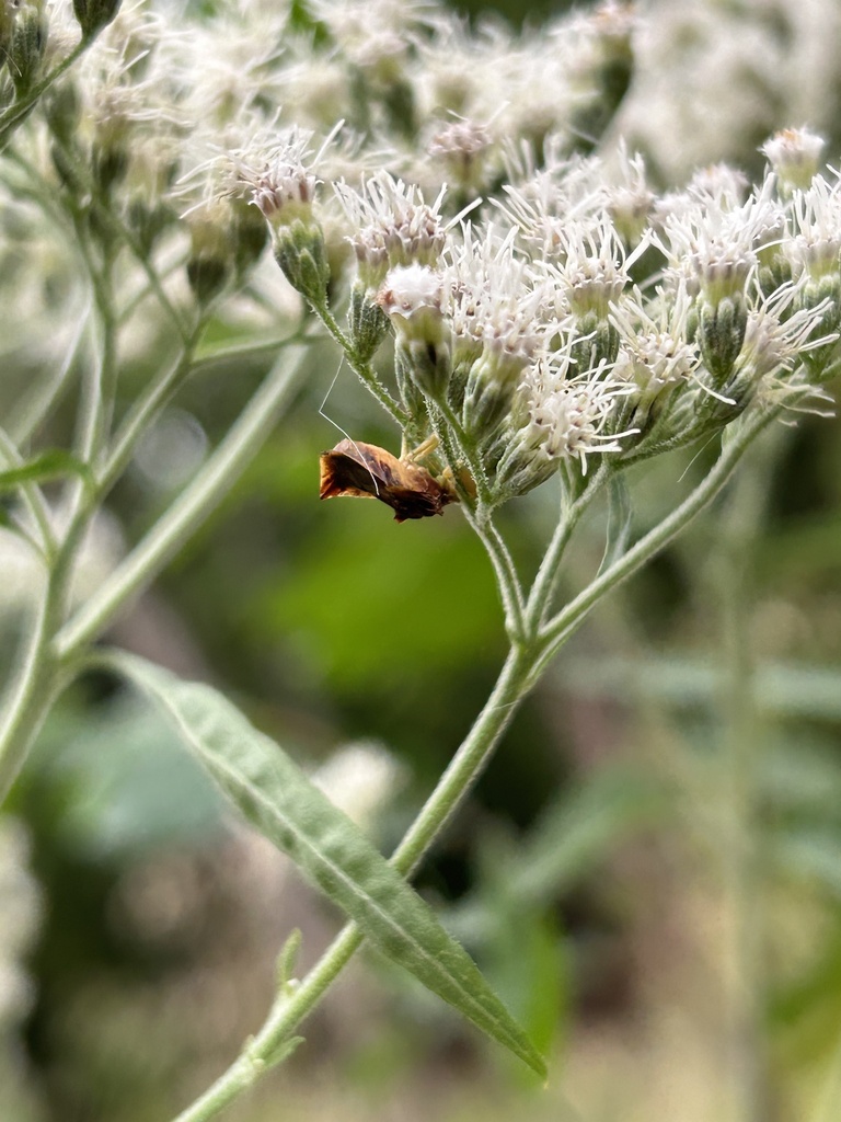 Jagged Ambush Bugs from Parma, OH, US on September 23, 2024 at 02:57 PM ...