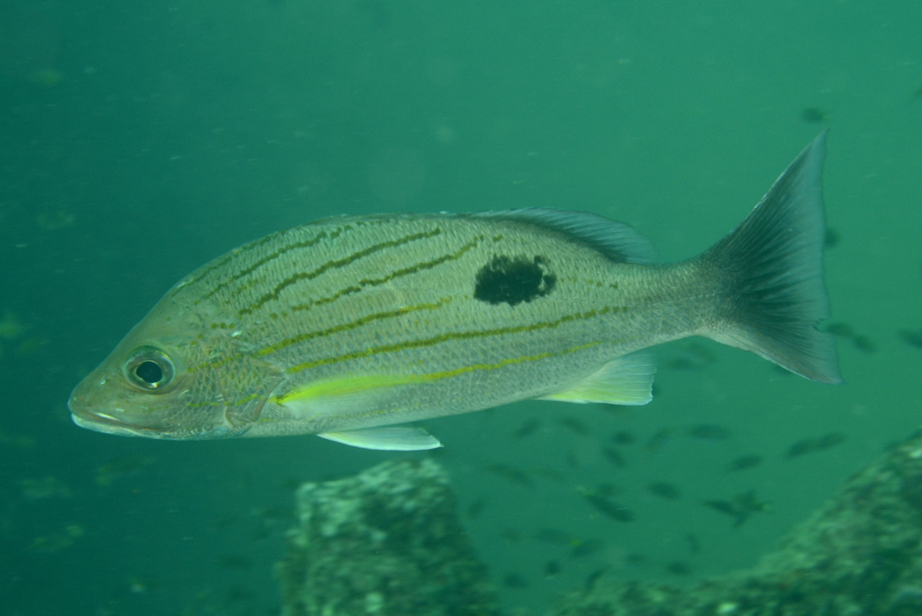 Moses' Snapper (Lutjanus russellii) - Marine Life Identification