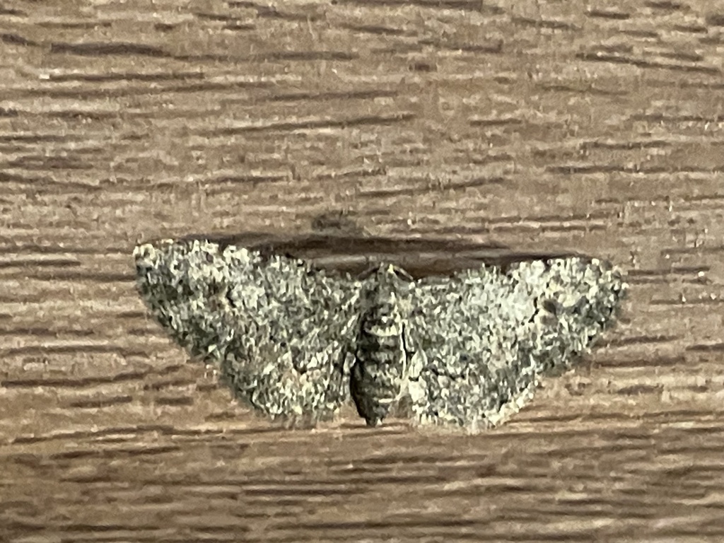 Texas Gray from Pennsylvania Ave, Apalachin, NY, US on September 22 ...