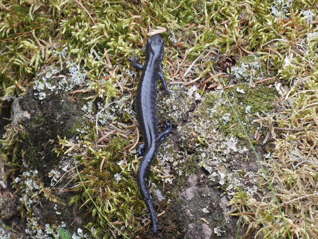 Blue-spotted Salamander from Keweenaw County, MI, USA on June 9, 2023 ...