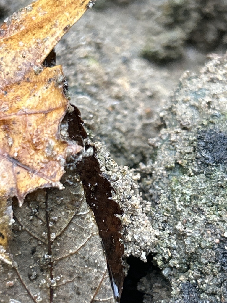 Big-eyed Toad Bug from Wabash Heritage Trail, (Wl), West Lafayette, IN ...