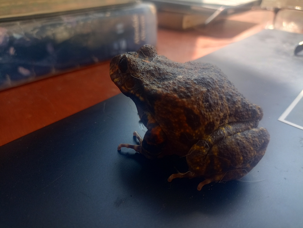 Barking Frog from 49100 Jal., México on September 23, 2024 at 10:45 AM ...