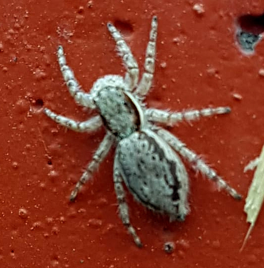 Gray Wall Jumping Spider from Reserva Natural Cuzcungos, Supatá ...
