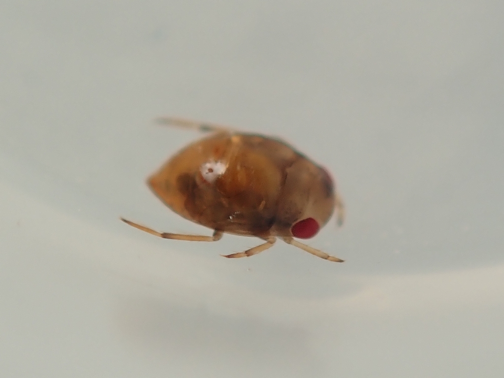 Paraplea japonica from 日本、神奈川県藤沢市 on September 23, 2024 at 09:09 AM by ...